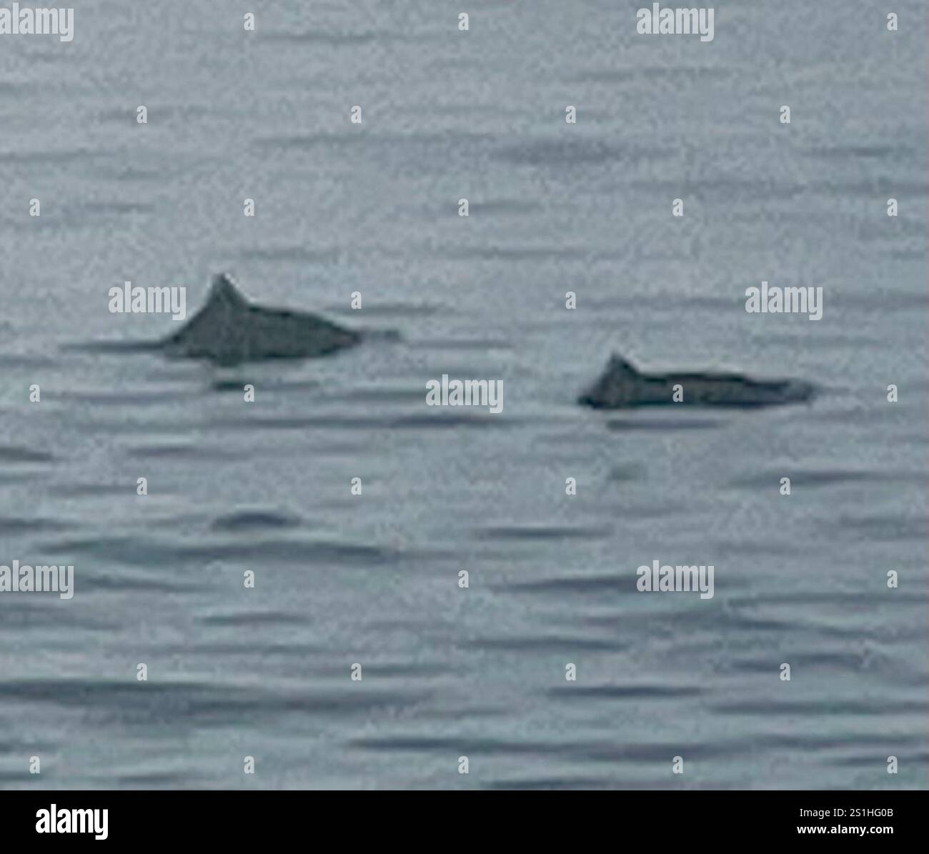 Dall's Porpoise (Phocoenoides dalli Stock Photo - Alamy