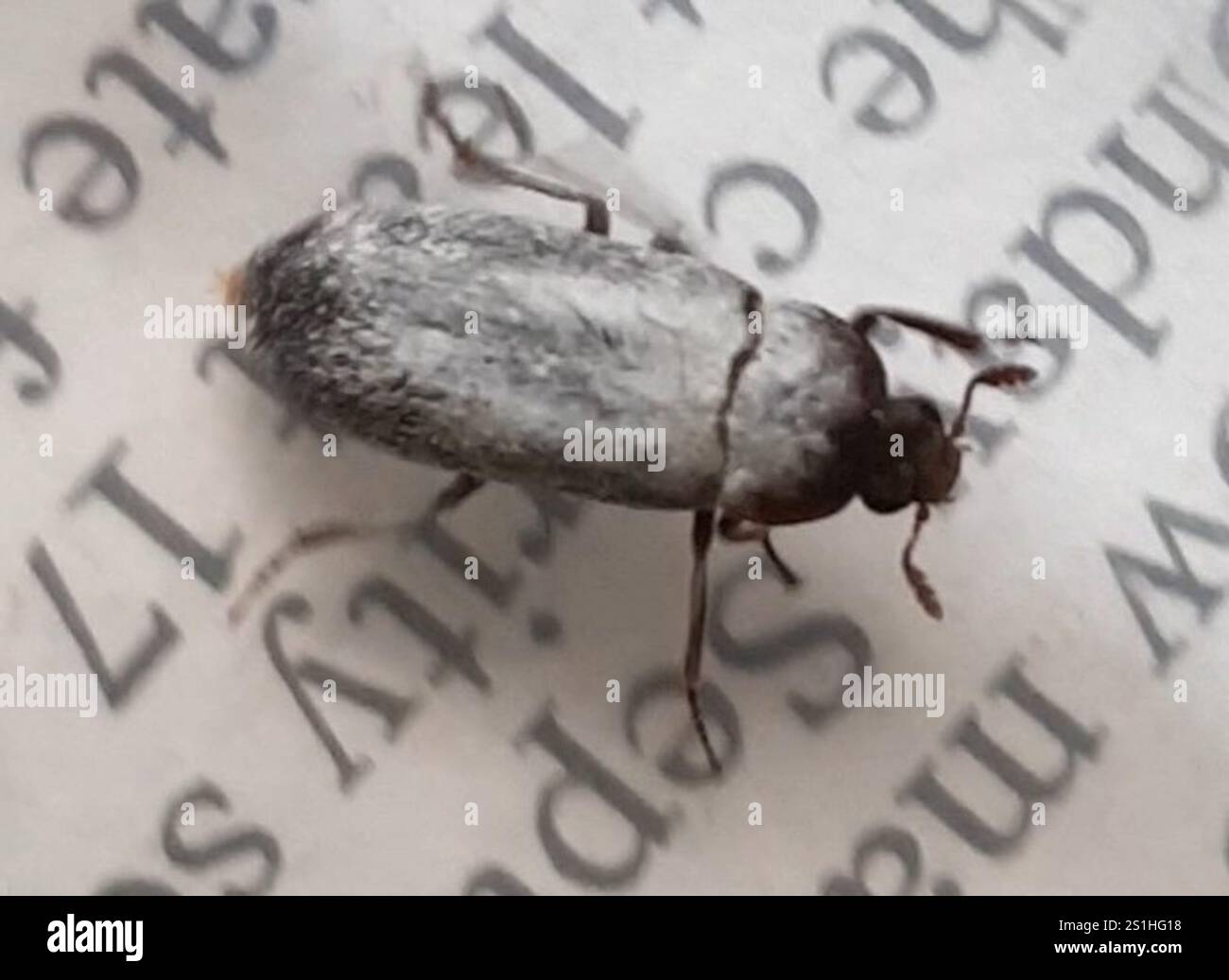 Skin Beetles (Dermestes Stock Photo - Alamy
