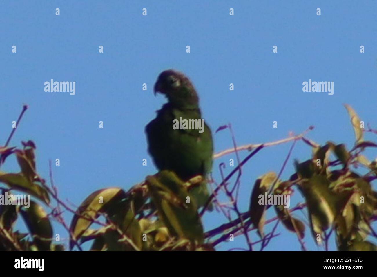 Scaly-headed Parrot (Pionus maximiliani Stock Photo - Alamy