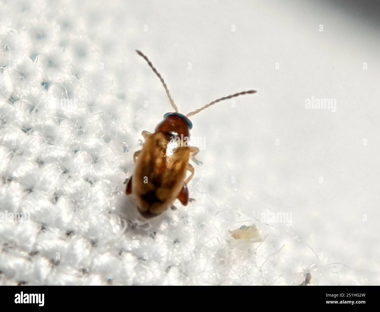 Flea Beetles (Alticini Stock Photo - Alamy