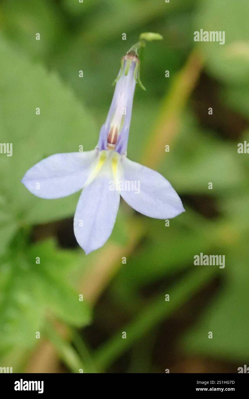 Wing White Lobelia (Lobelia pteropoda Stock Photo - Alamy