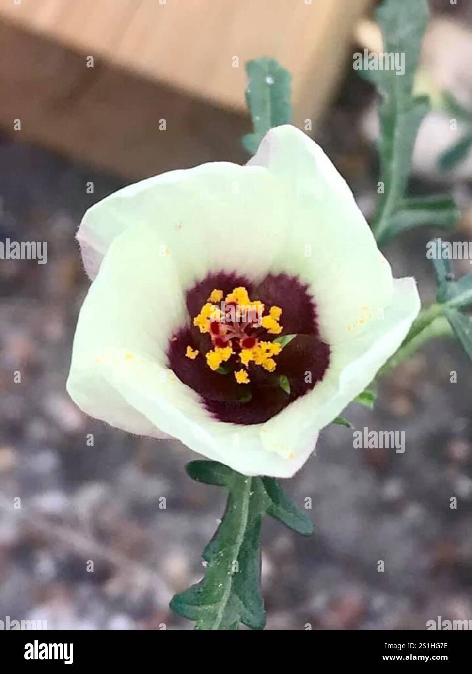 flower-of-an-hour (Hibiscus trionum Stock Photo - Alamy