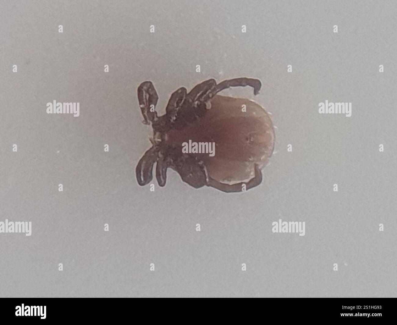 Castor Bean Tick (Ixodes ricinus Stock Photo - Alamy