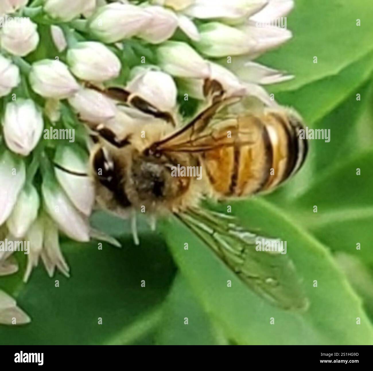 Western Honey Bee (Apis mellifera Stock Photo - Alamy
