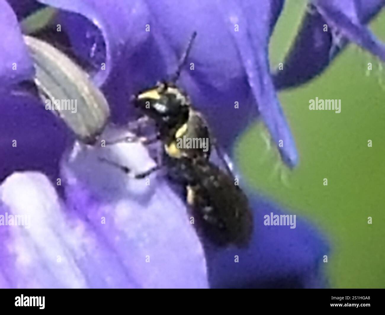 Masked Bees (Hylaeus Stock Photo - Alamy
