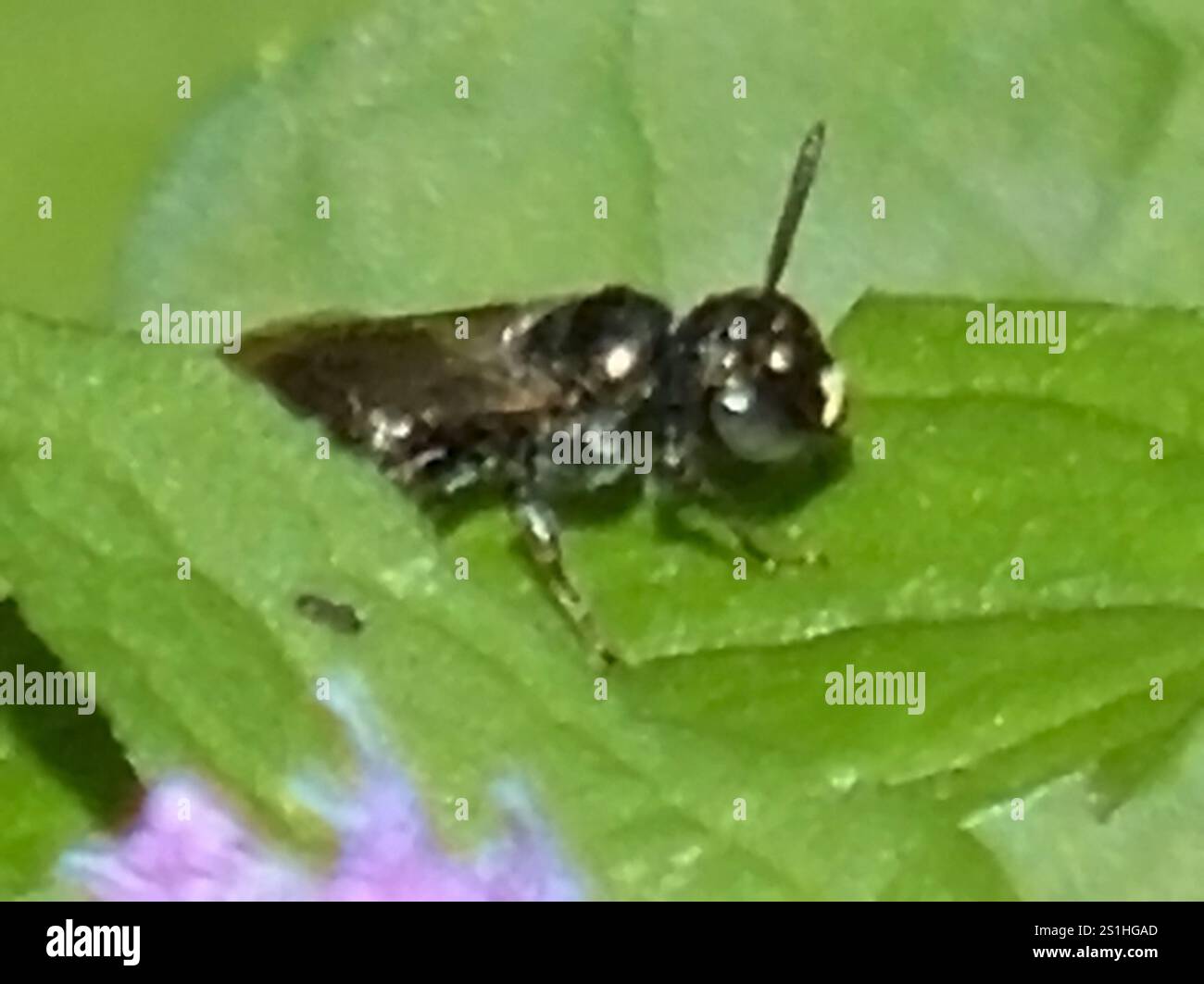 Small Carpenter Bees (Ceratina Stock Photo - Alamy