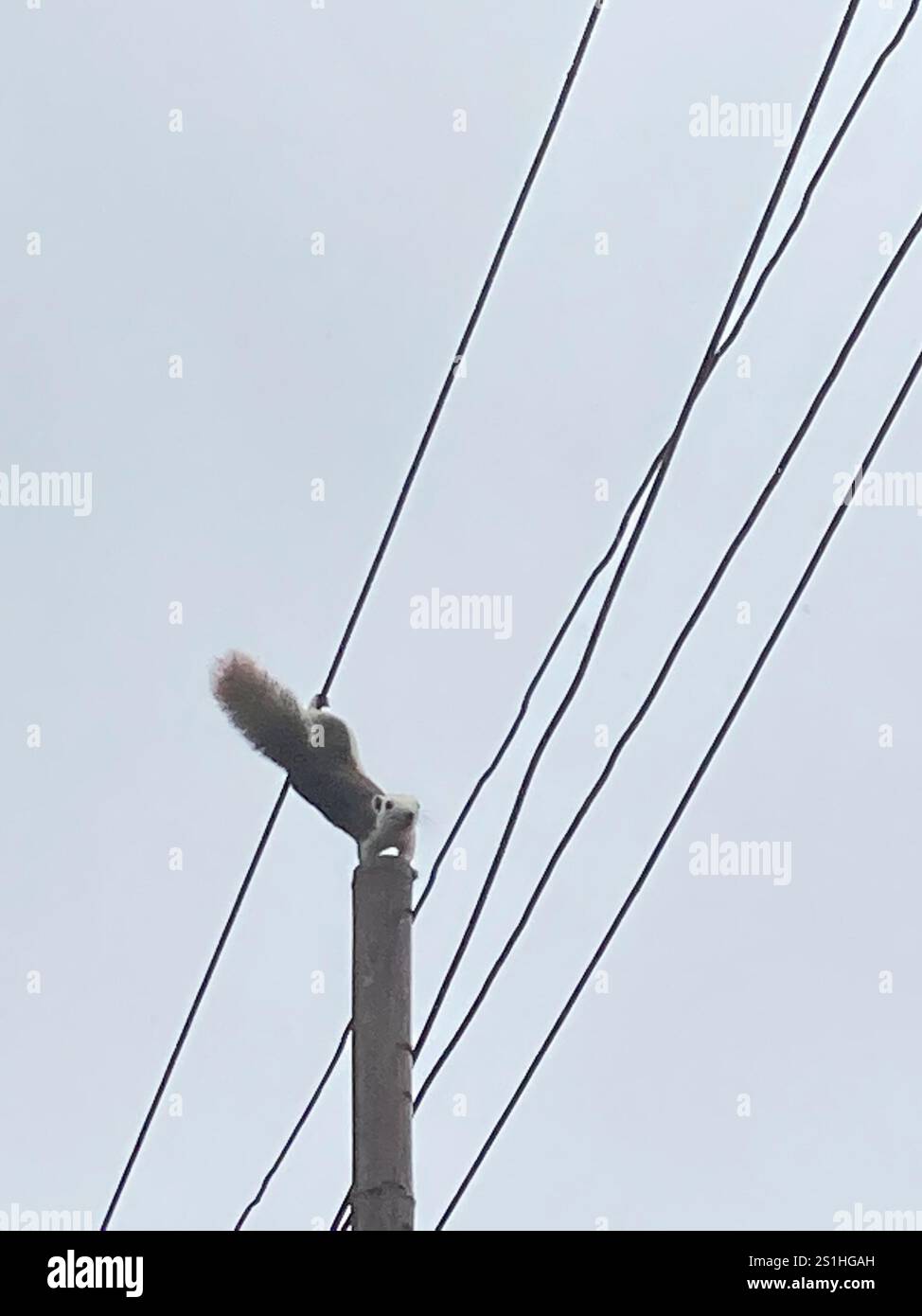 Finlayson's Squirrel (Callosciurus finlaysonii Stock Photo - Alamy