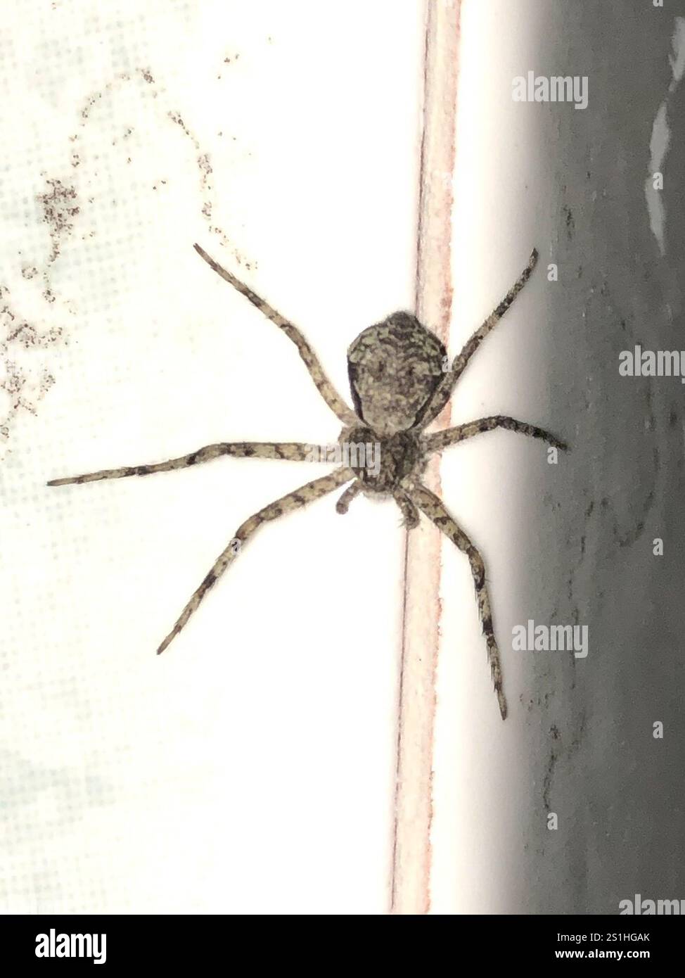 Lichen Running Spider (Philodromus margaritatus Stock Photo - Alamy