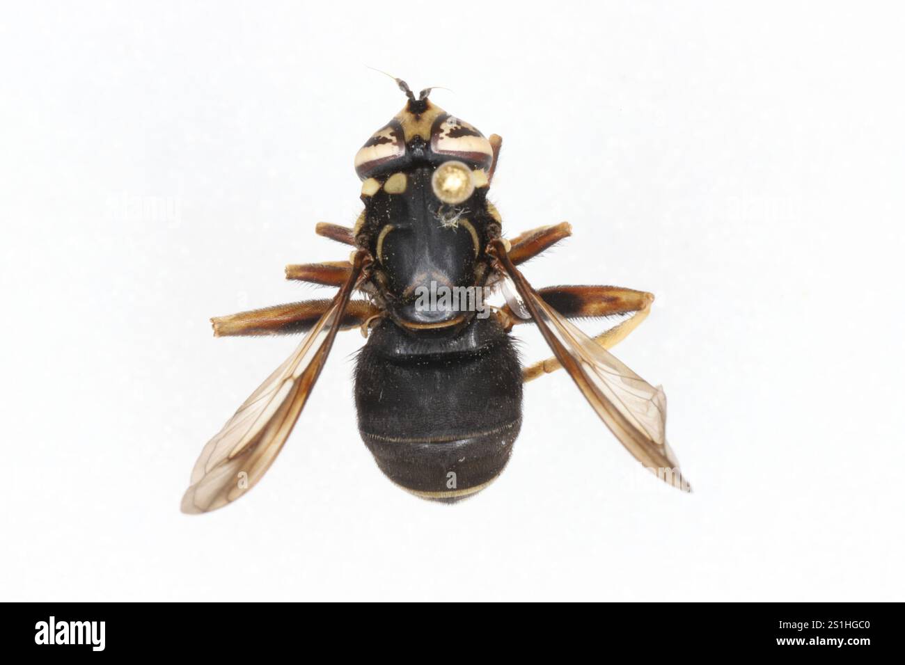 Bald-faced Hornet Fly (Spilomyia fusca Stock Photo - Alamy
