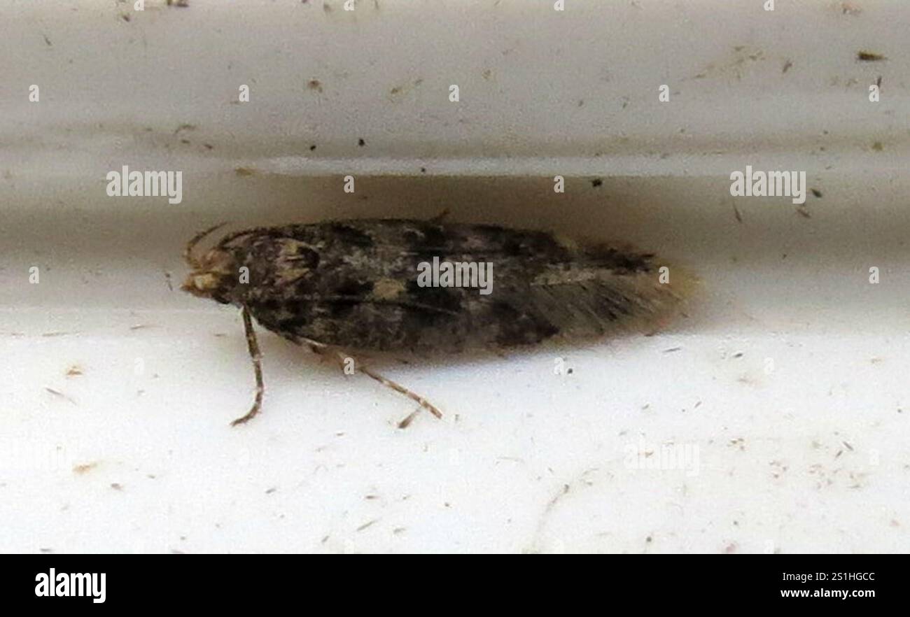 Twirler Moths (Gelechiidae Stock Photo - Alamy