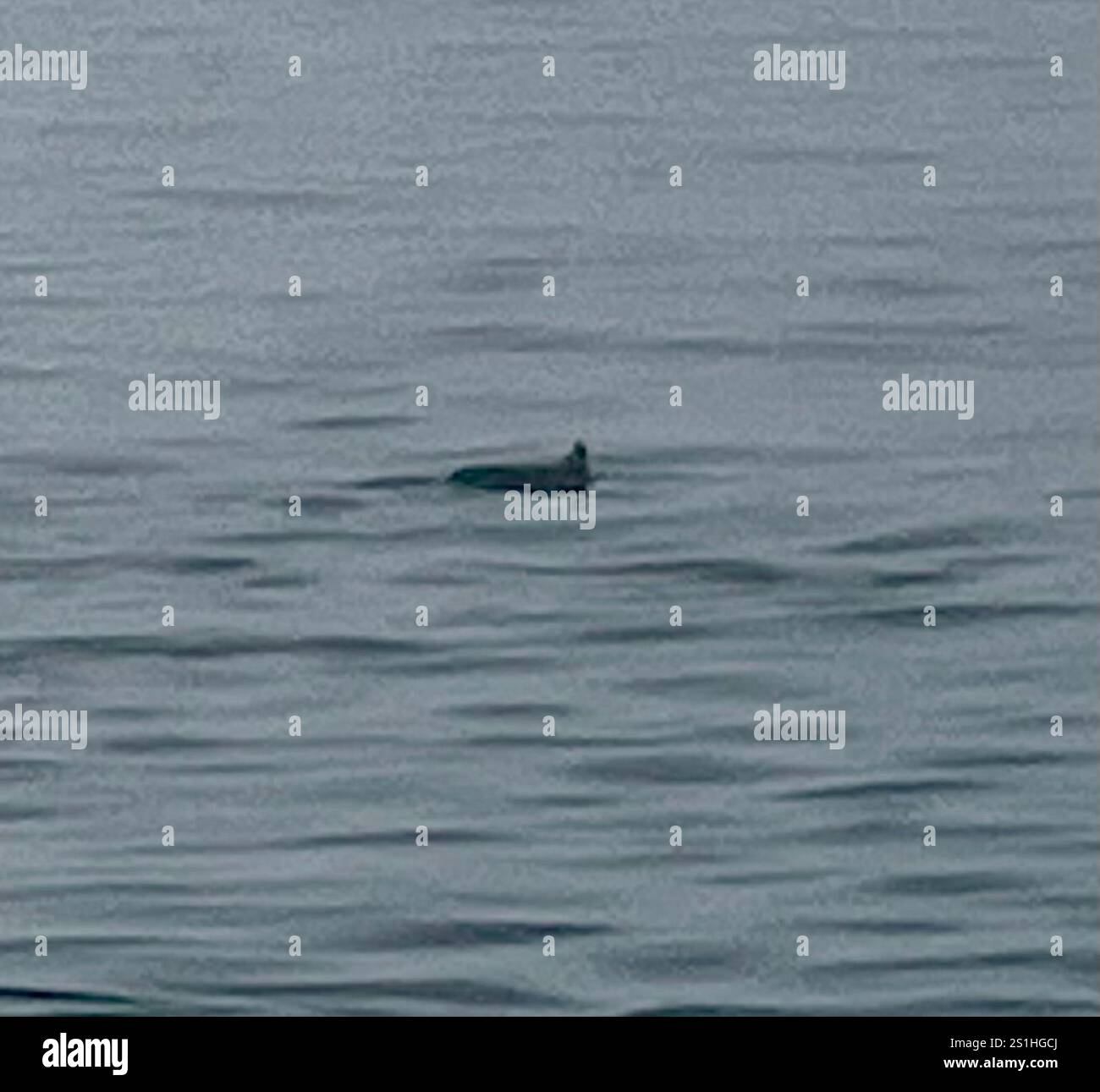 Dall's Porpoise (Phocoenoides dalli Stock Photo - Alamy