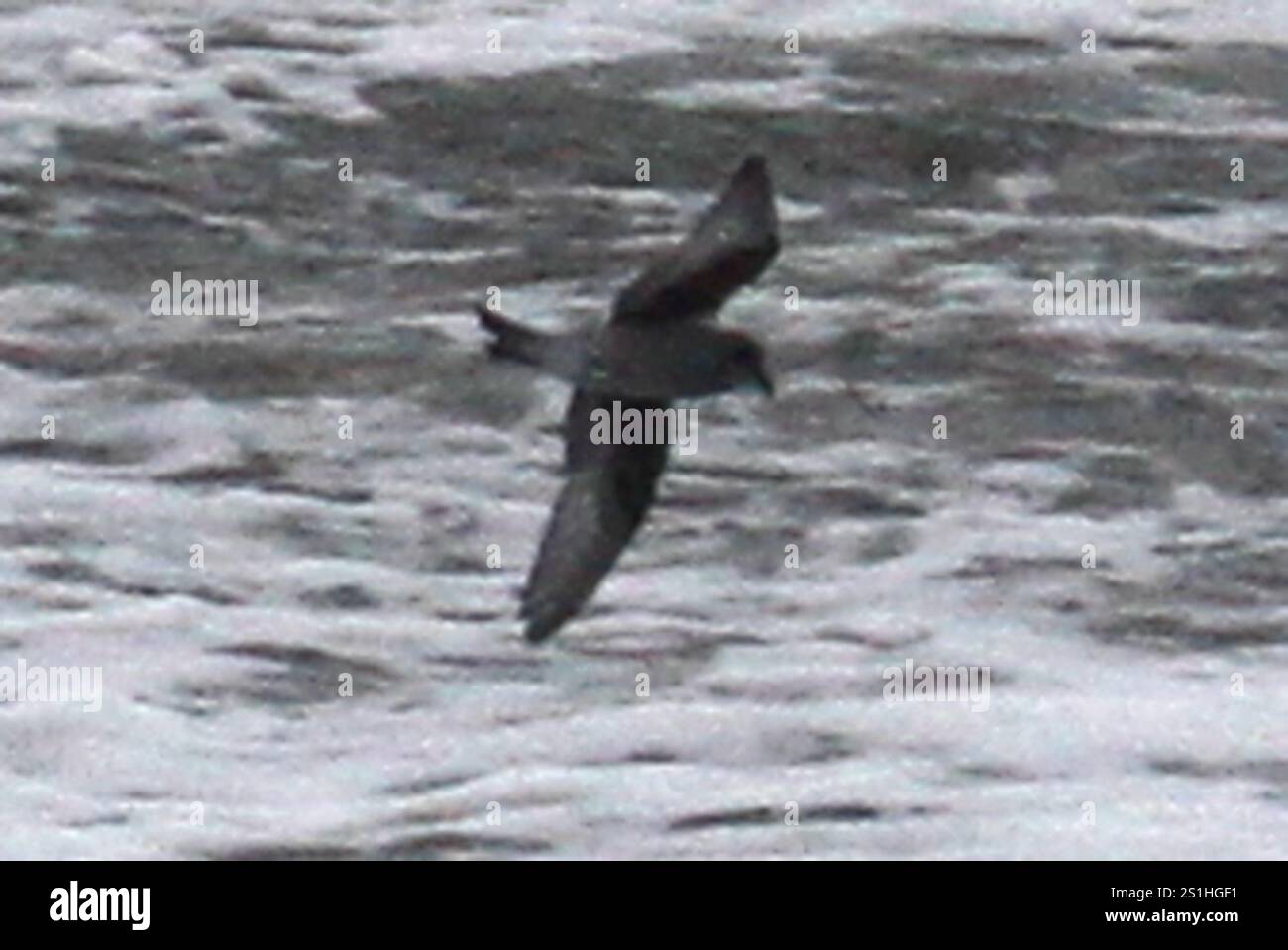 Fork-tailed Storm-Petrel (Hydrobates furcatus Stock Photo - Alamy