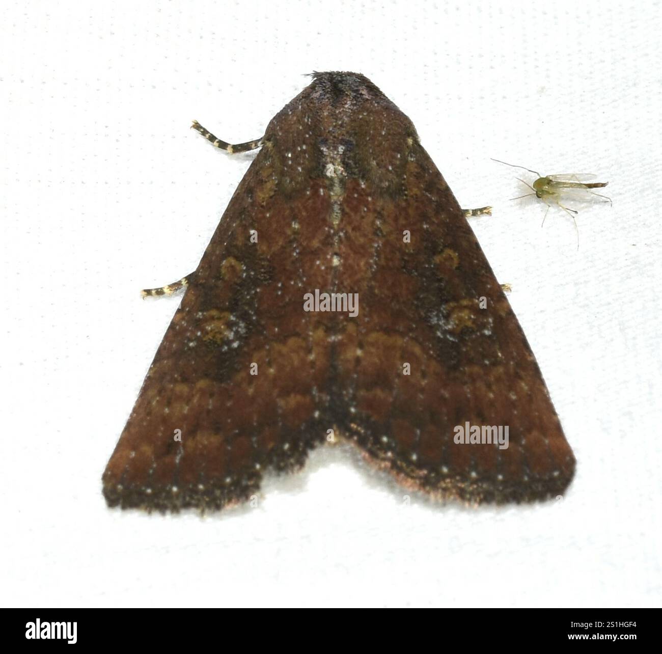 Cobbler Moth (Condica sutor Stock Photo - Alamy