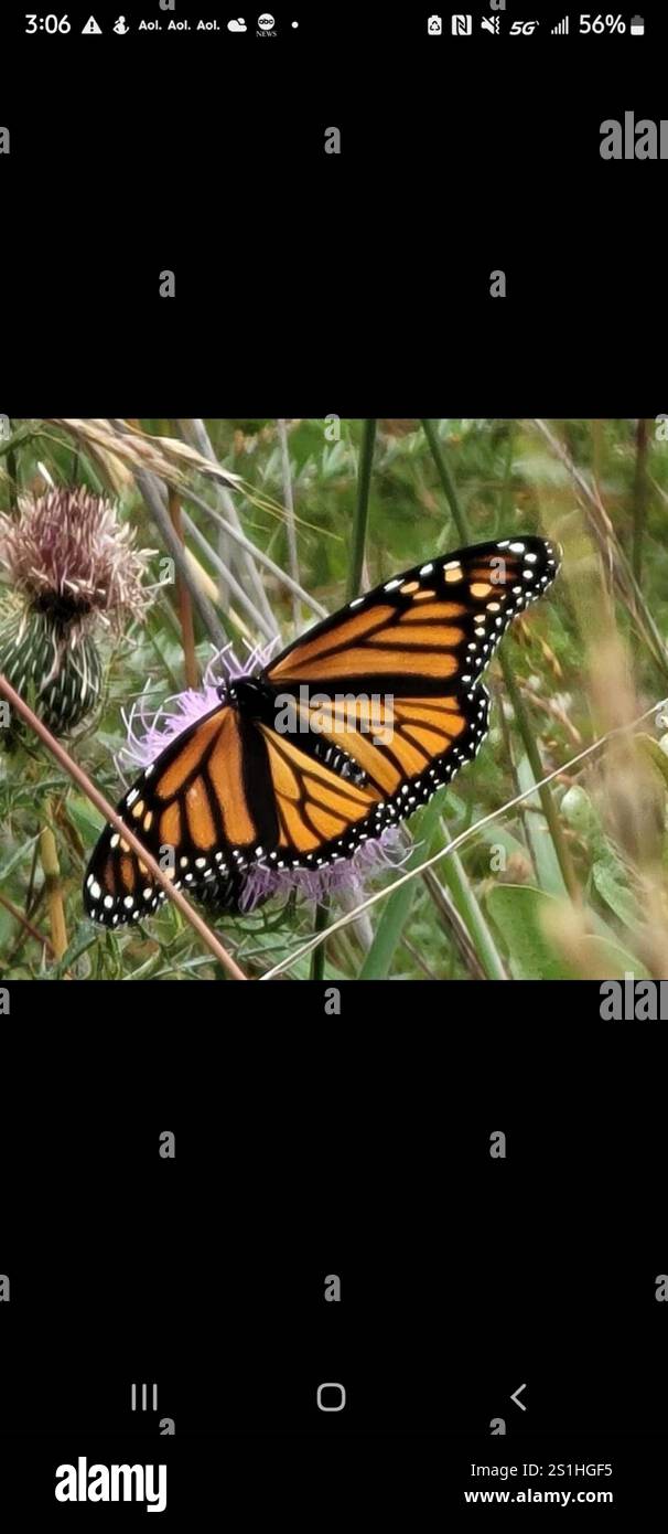 Monarch (Danaus plexippus Stock Photo - Alamy