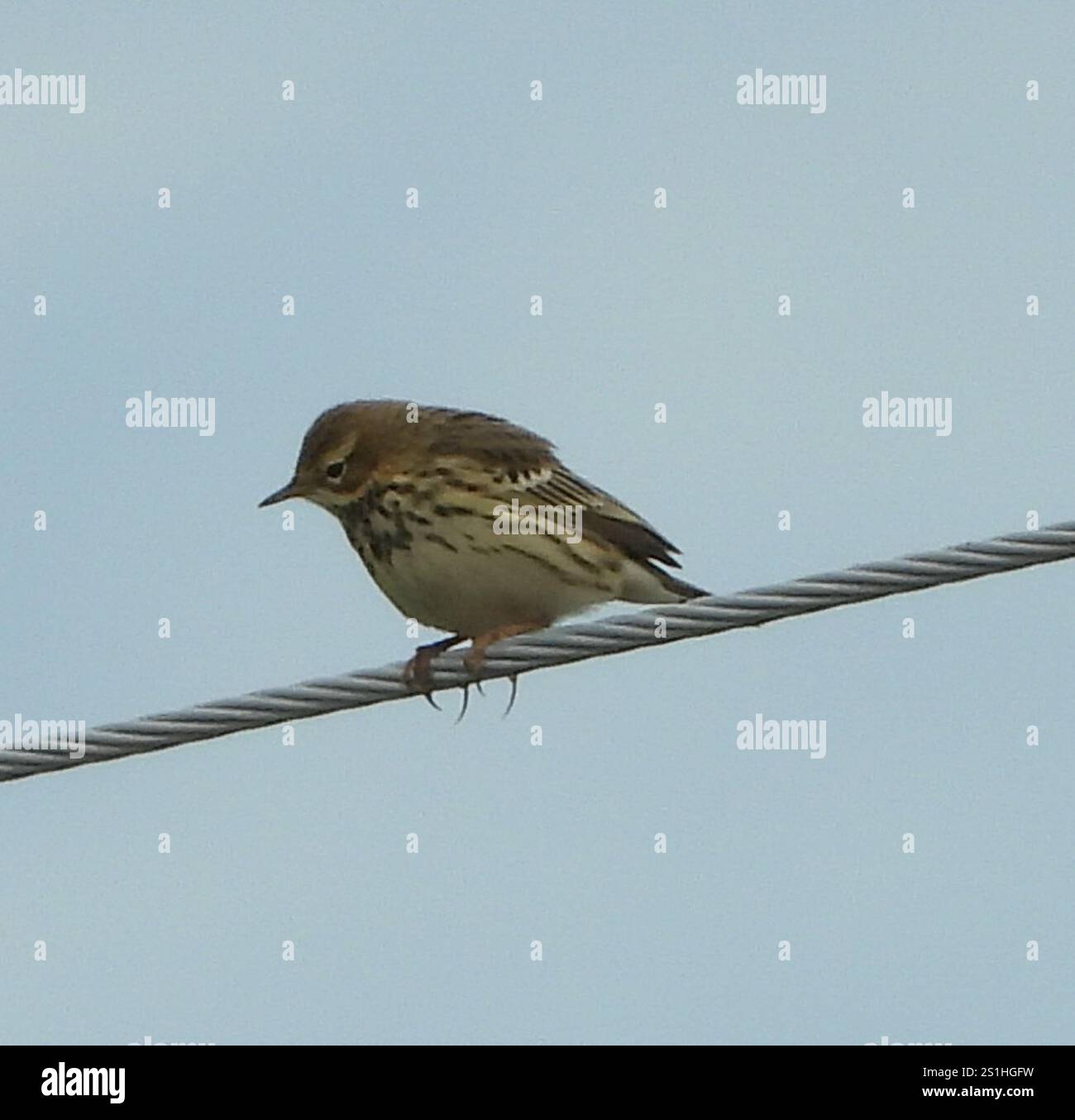 Siberian Pipit (Anthus japonicus Stock Photo - Alamy