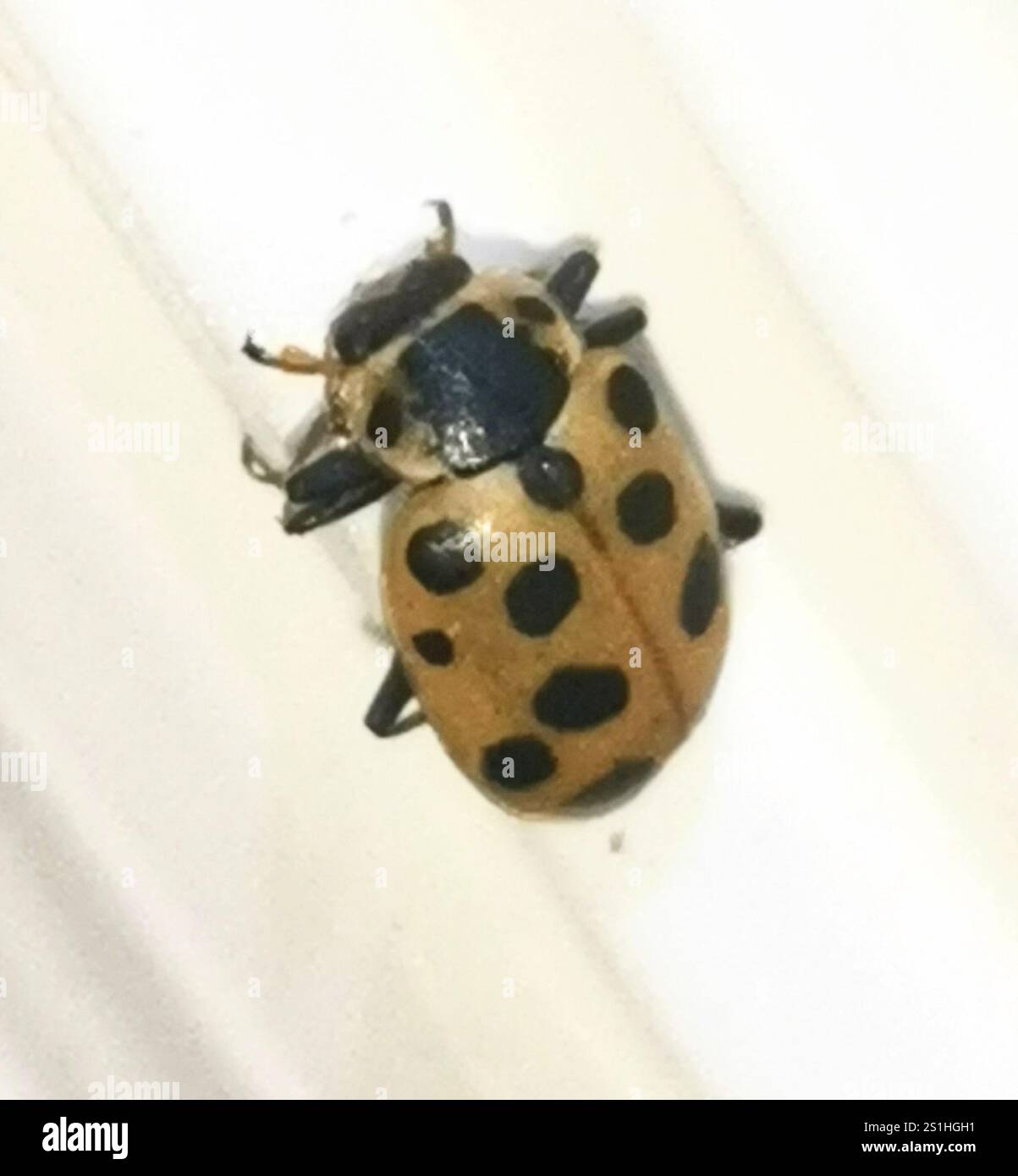 Thirteen-spotted Lady Beetle (Hippodamia tredecimpunctata Stock Photo ...