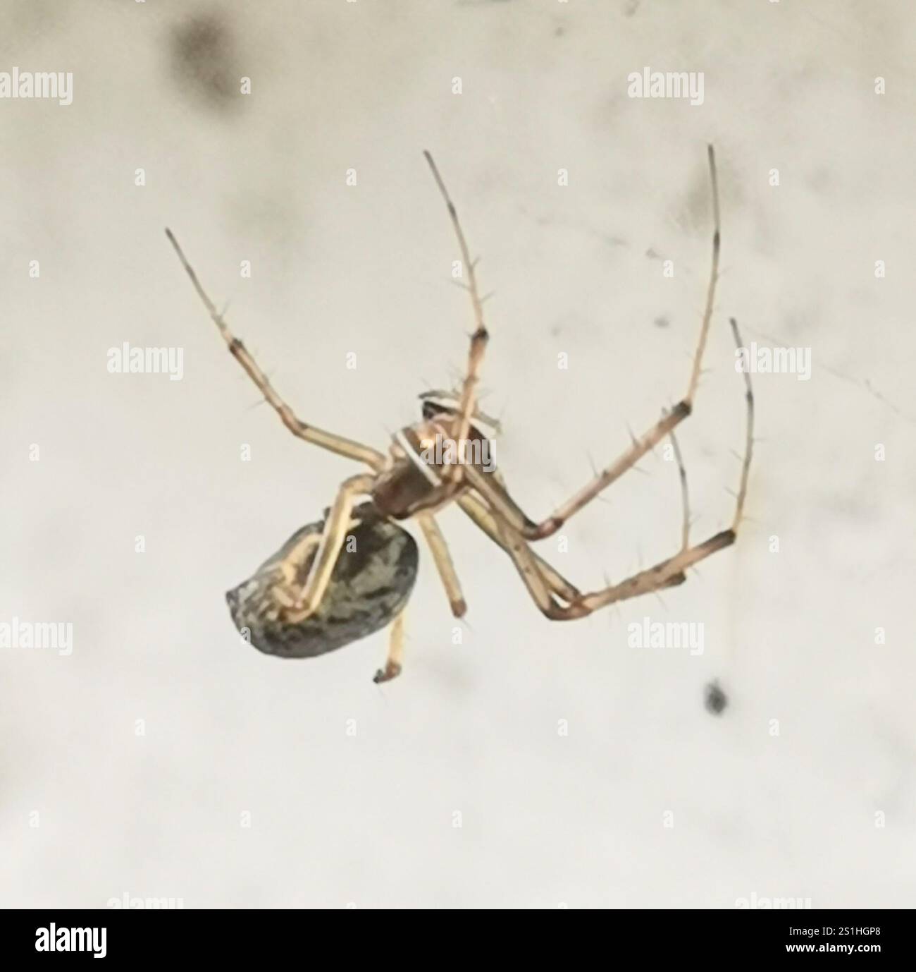 Common sheetweb spider (Linyphia triangularis Stock Photo - Alamy
