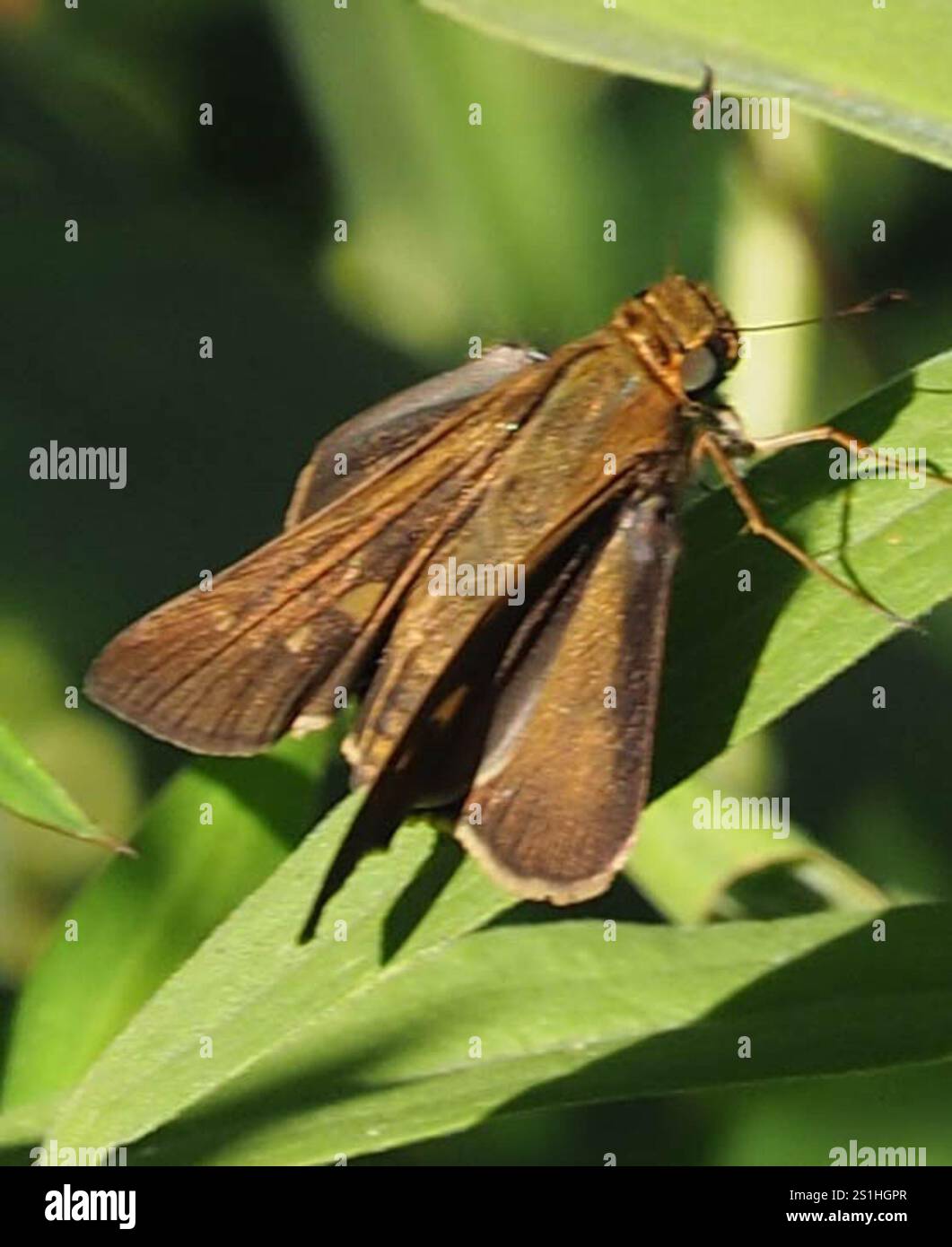 Ocola Skipper (Panoquina ocola Stock Photo - Alamy