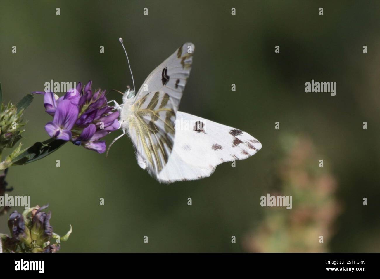 Becker's White (Pontia beckerii Stock Photo - Alamy