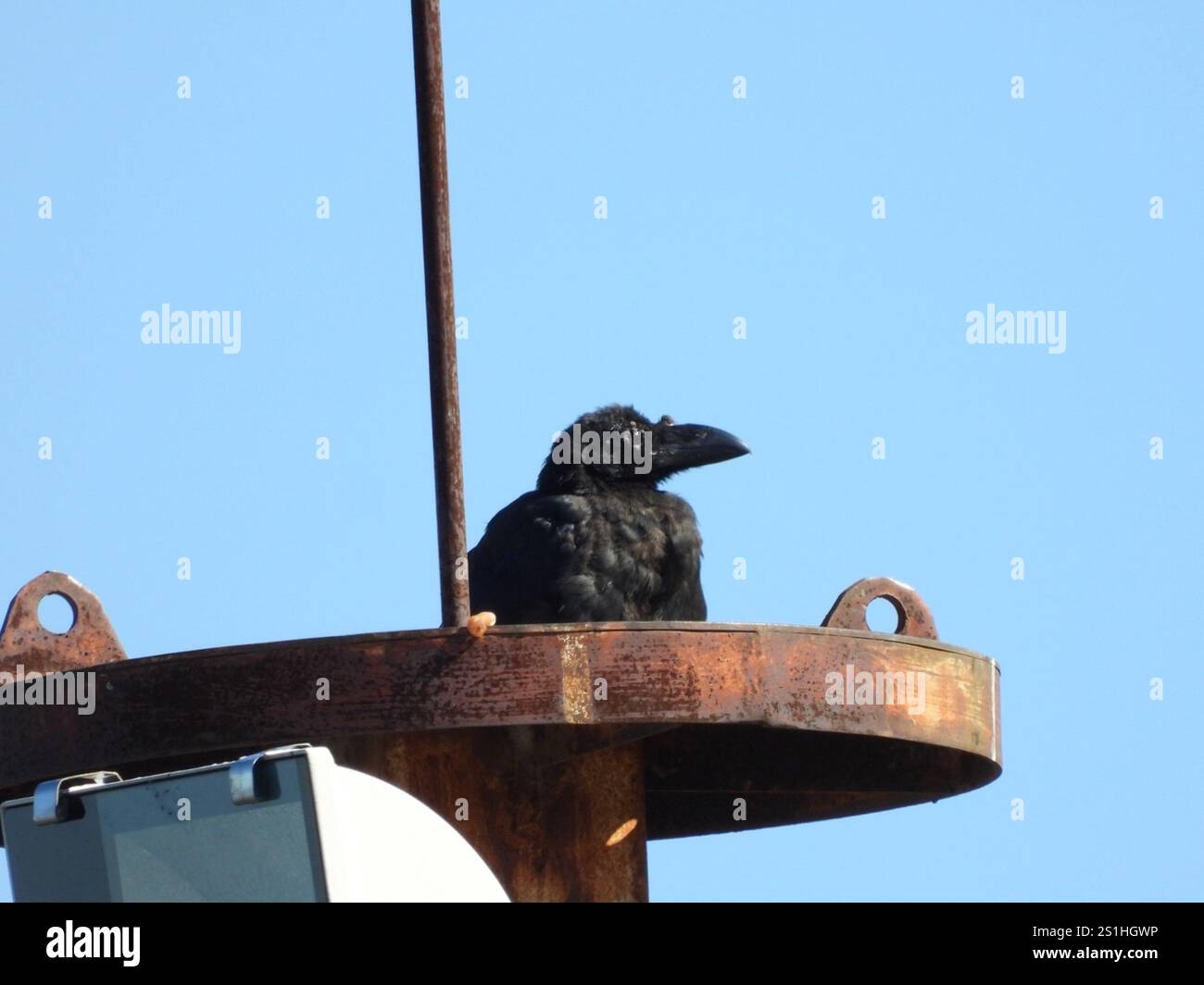Large-billed Crow (Corvus macrorhynchos Stock Photo - Alamy