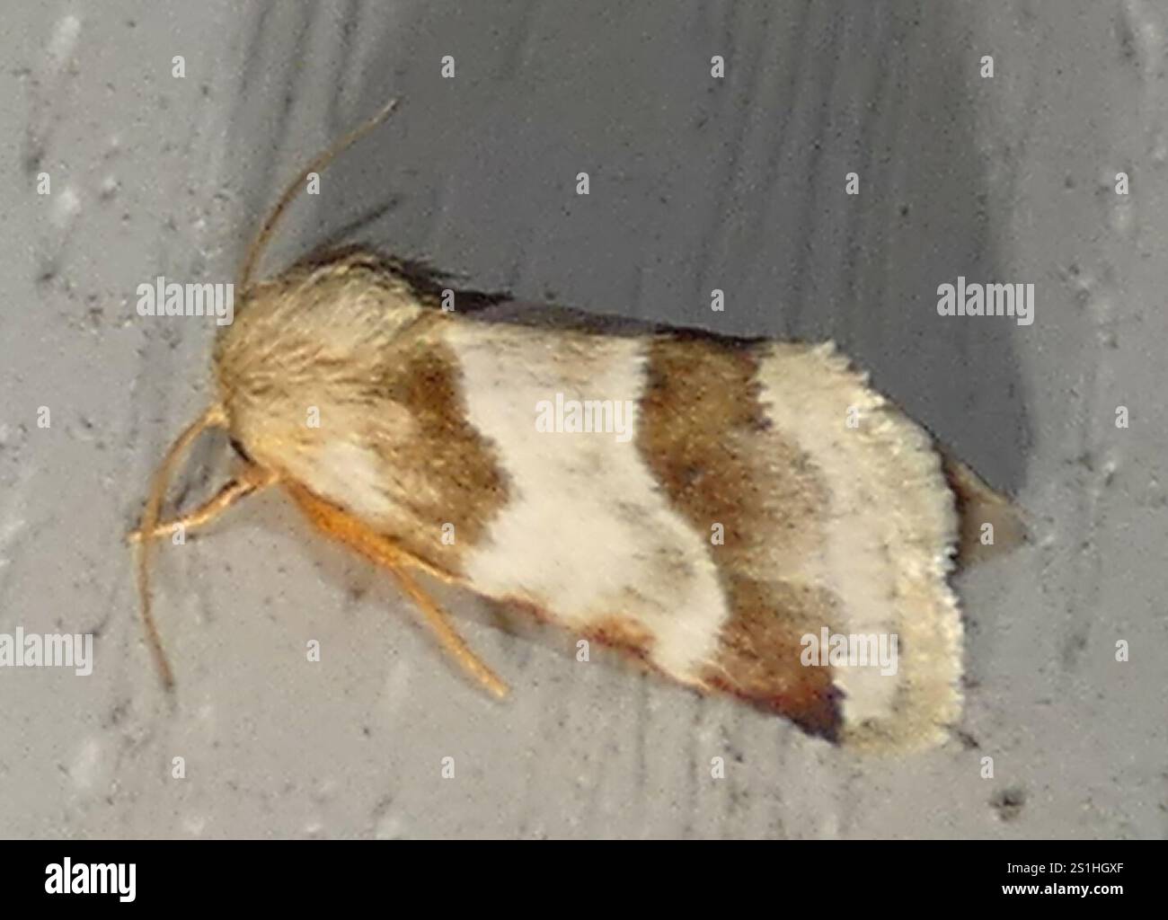 Lynx Flower Moth (Schinia lynx Stock Photo - Alamy