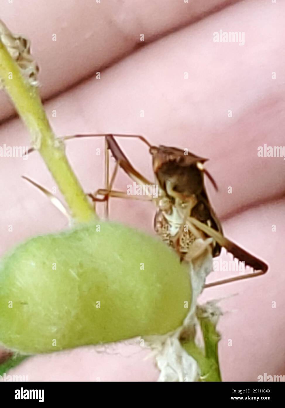 Lupine Bug (Megalotomus quinquespinosus Stock Photo - Alamy