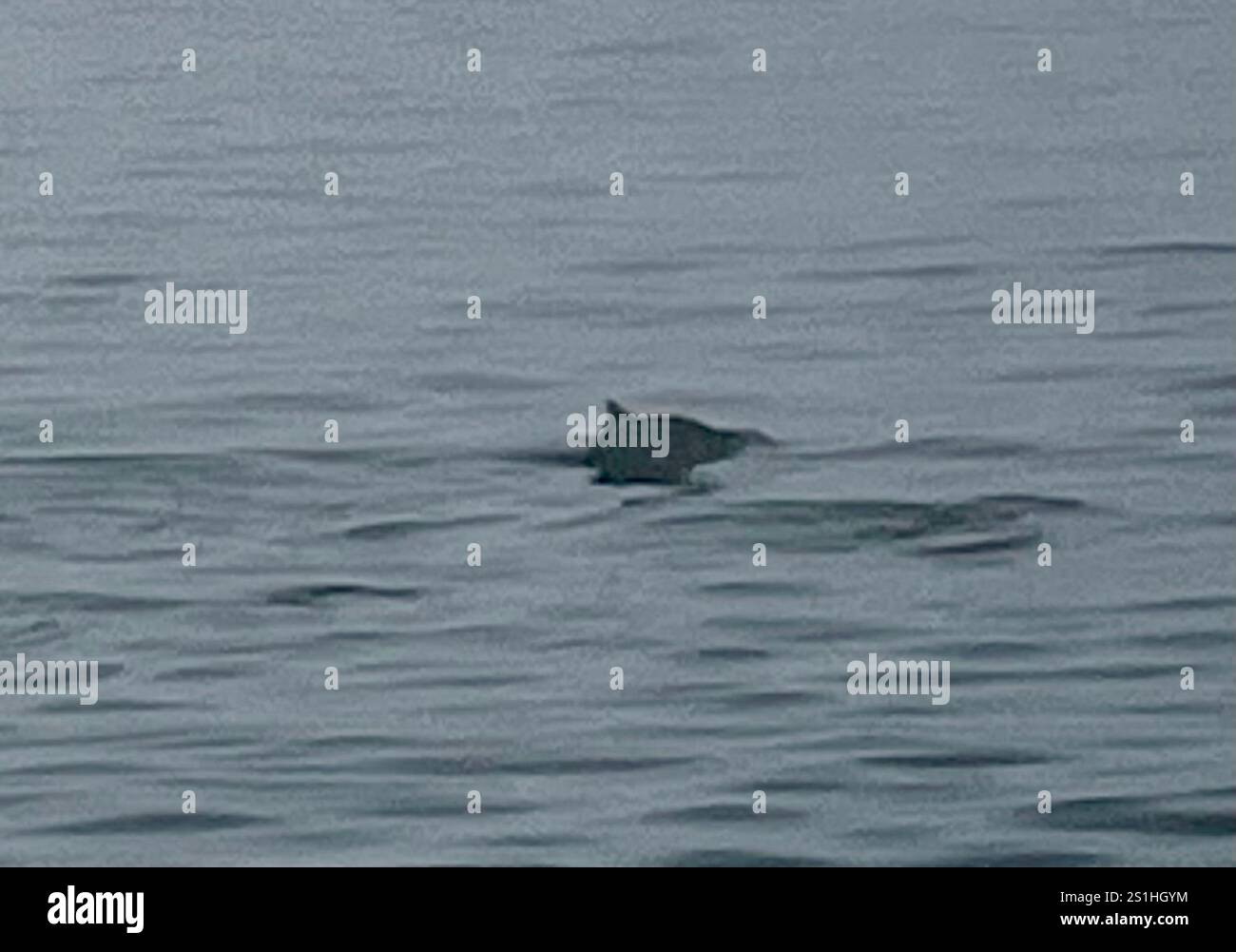 Dall's Porpoise (Phocoenoides dalli Stock Photo - Alamy