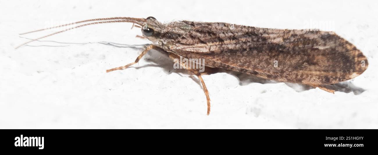 Giant Casemaker Caddisflies (Phryganeidae Stock Photo - Alamy