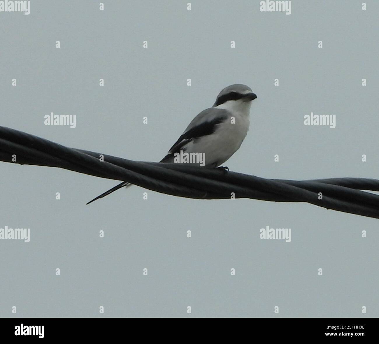 Chinese Grey Shrike (Lanius sphenocercus Stock Photo - Alamy