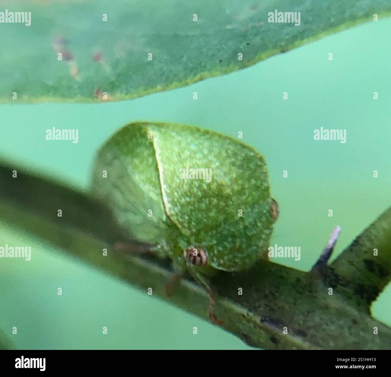 Three-cornered Alfalfa Hopper (Spissistilus festinus Stock Photo - Alamy