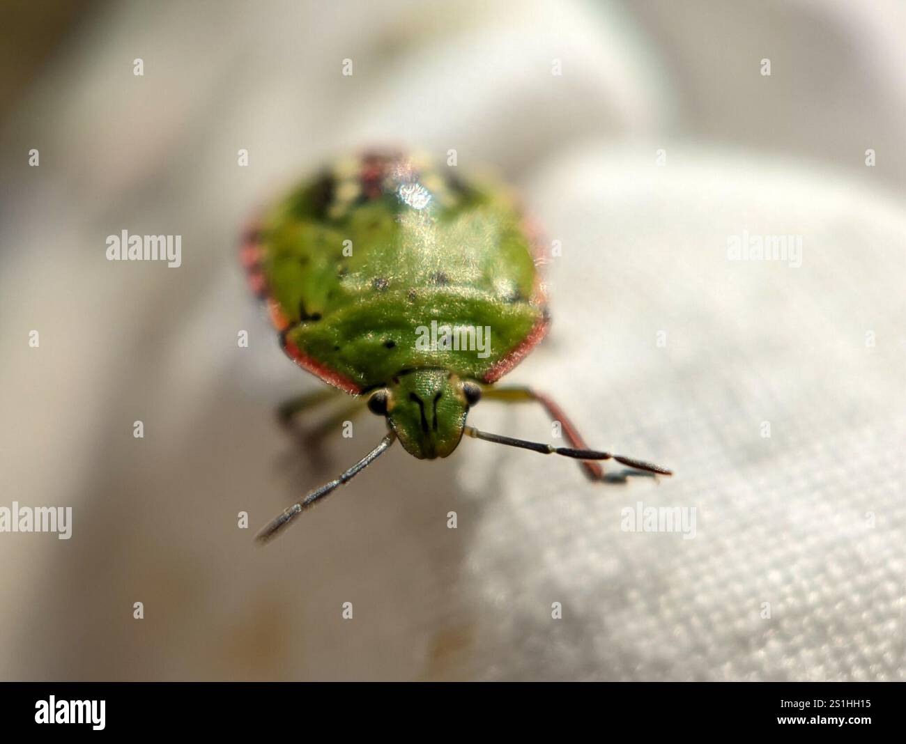Southern Green Stink Bug (Nezara viridula Stock Photo - Alamy