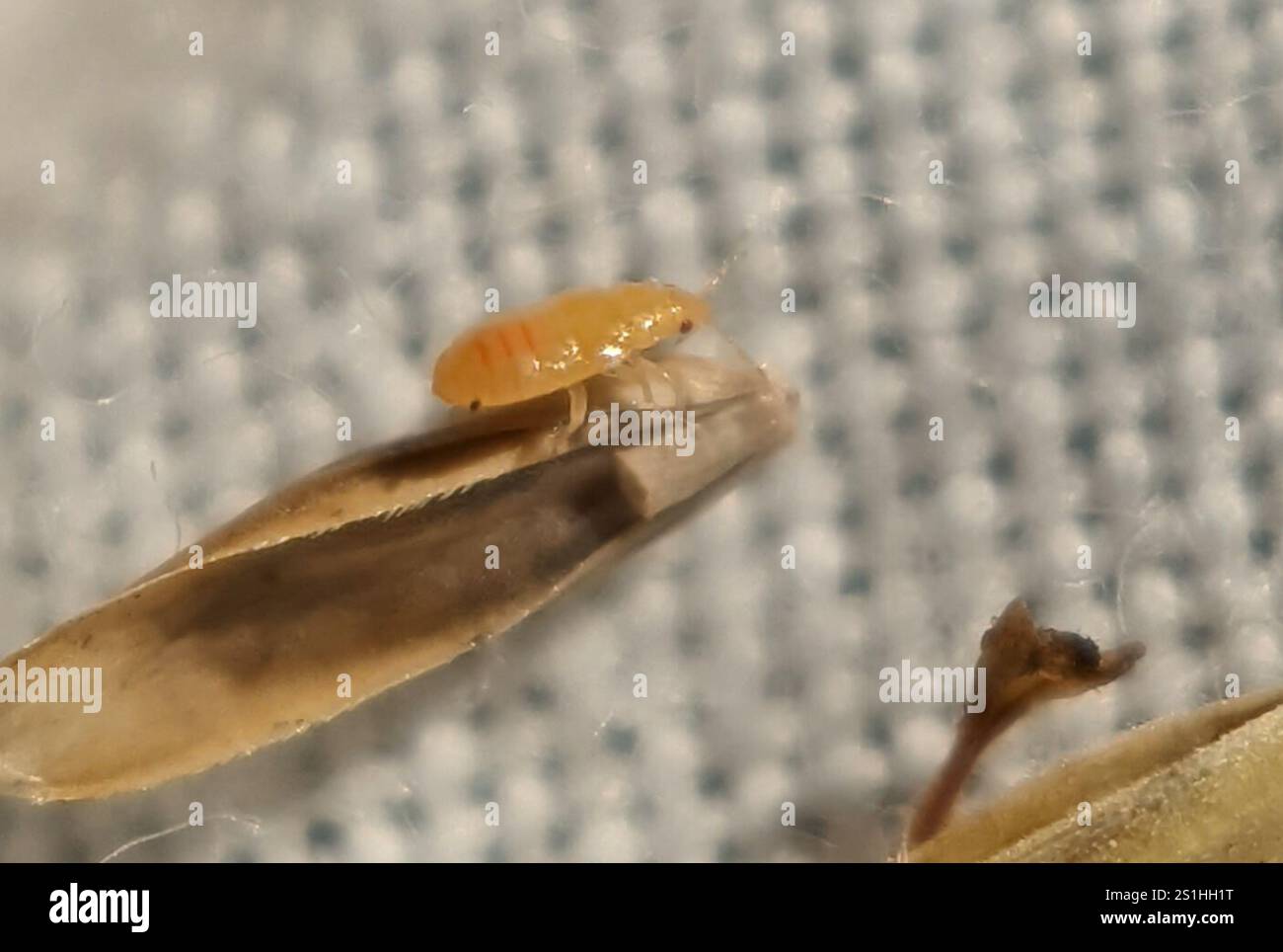 True Bugs, Hoppers, Aphids, and allies (Hemiptera Stock Photo - Alamy