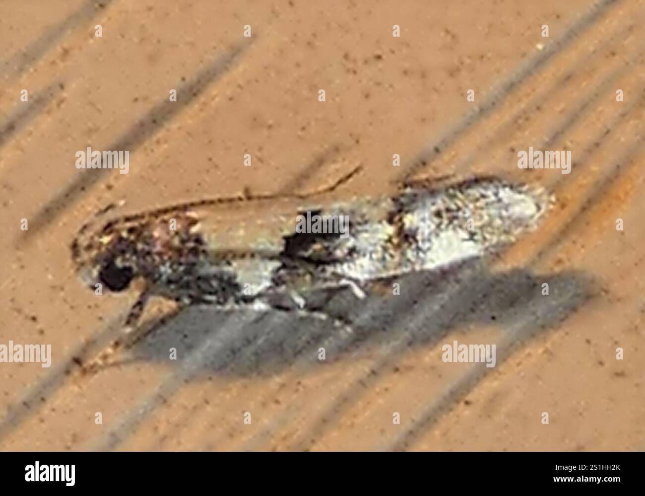 Red-necked Peanutworm Moth (Stegasta bosqueella Stock Photo - Alamy