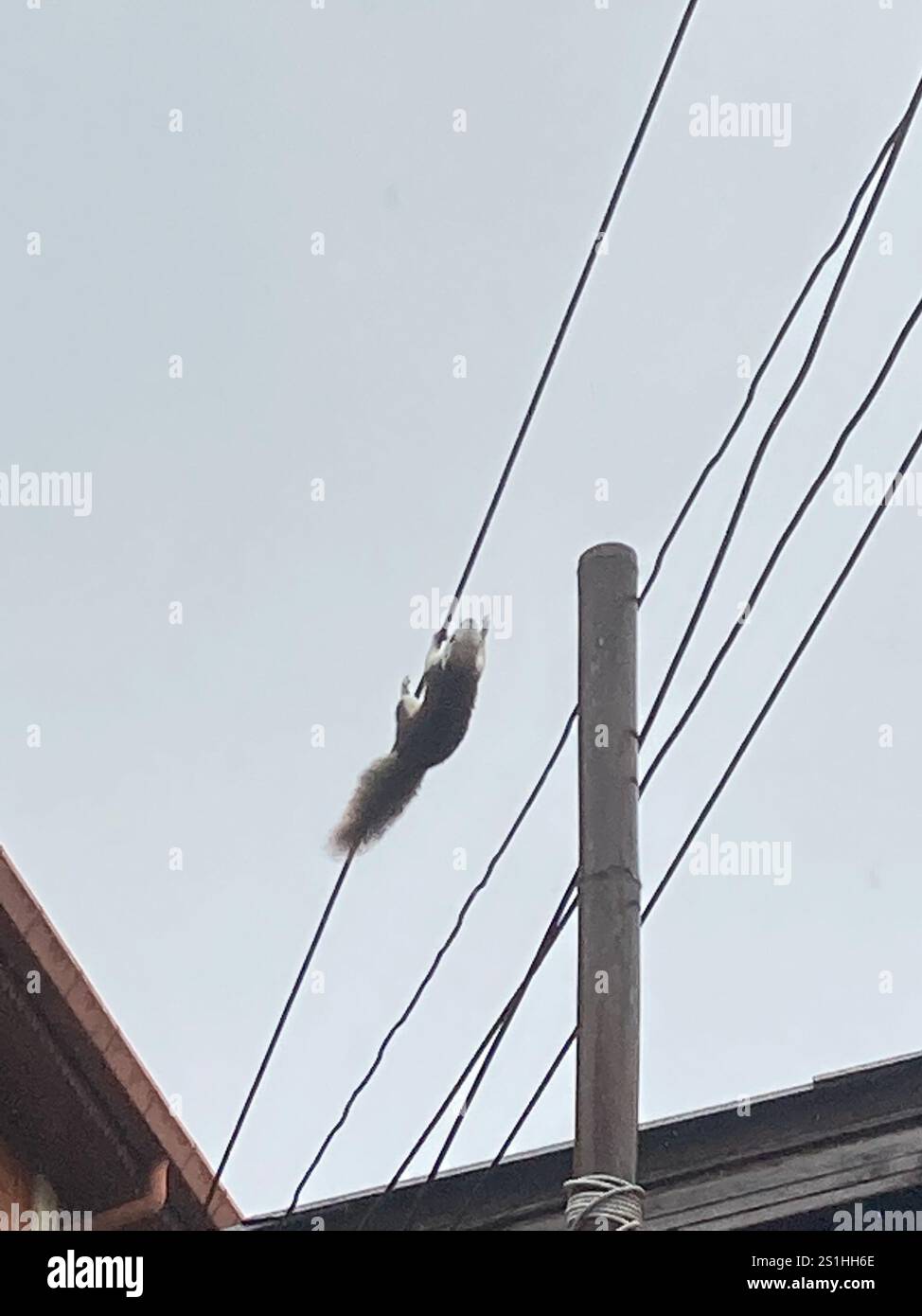 Finlayson's Squirrel (Callosciurus finlaysonii Stock Photo - Alamy