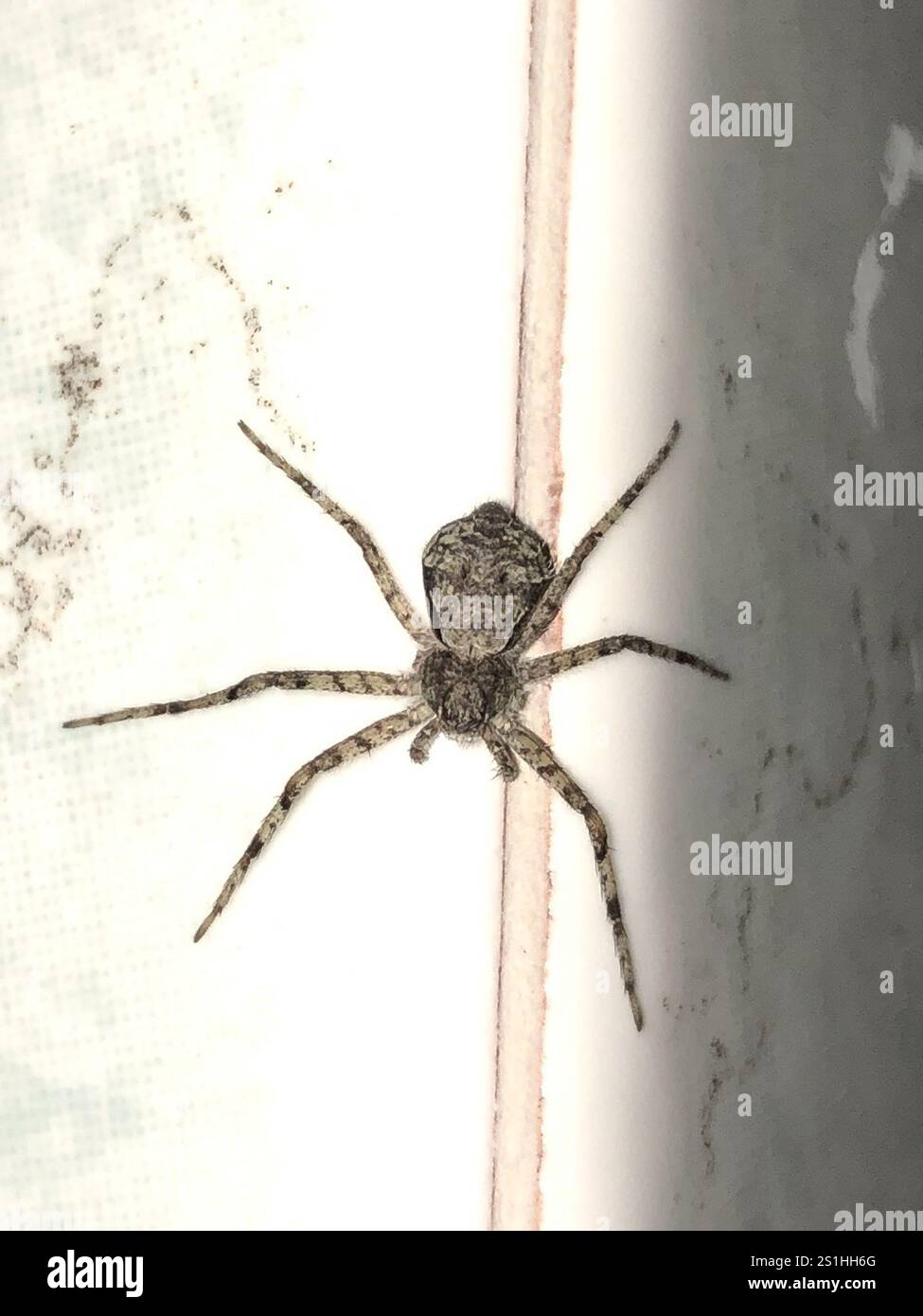 Lichen Running Spider (Philodromus margaritatus Stock Photo - Alamy