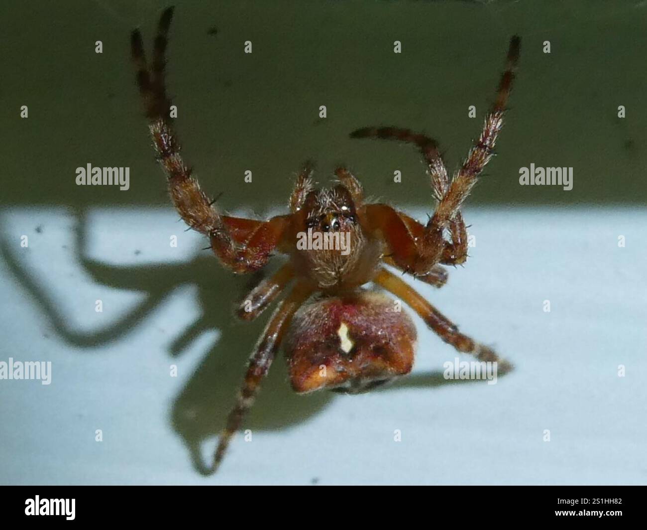Fierce Orbweaver (Araneus saevus Stock Photo - Alamy