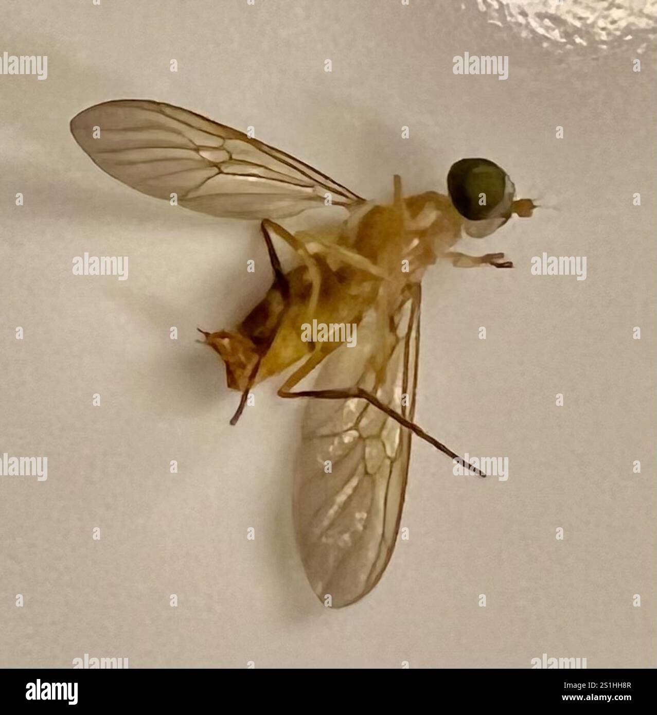 Compost Fly (Ptecticus trivittatus Stock Photo - Alamy