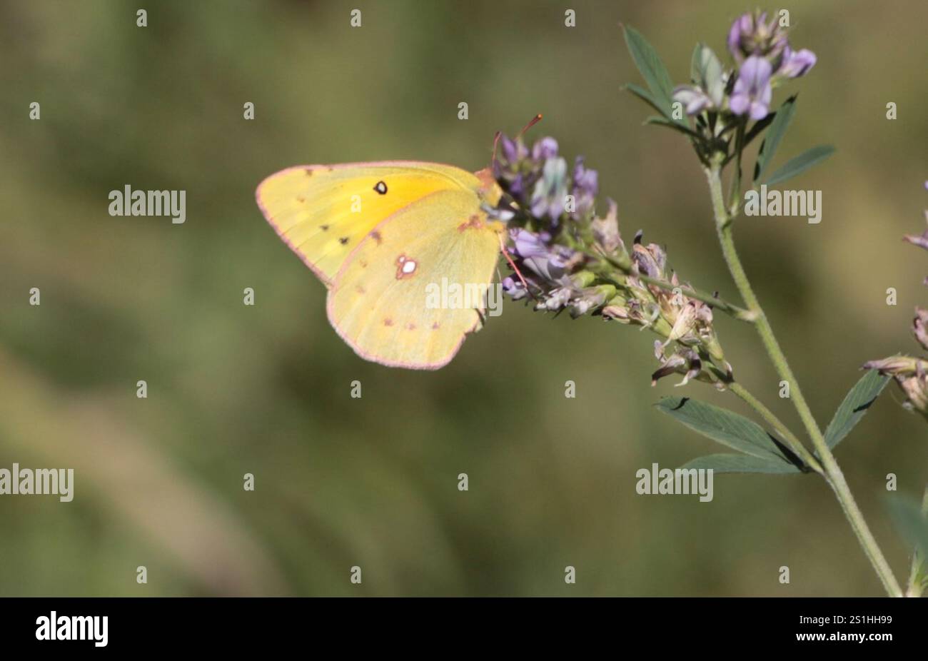 Orange Sulphur (Colias eurytheme Stock Photo - Alamy