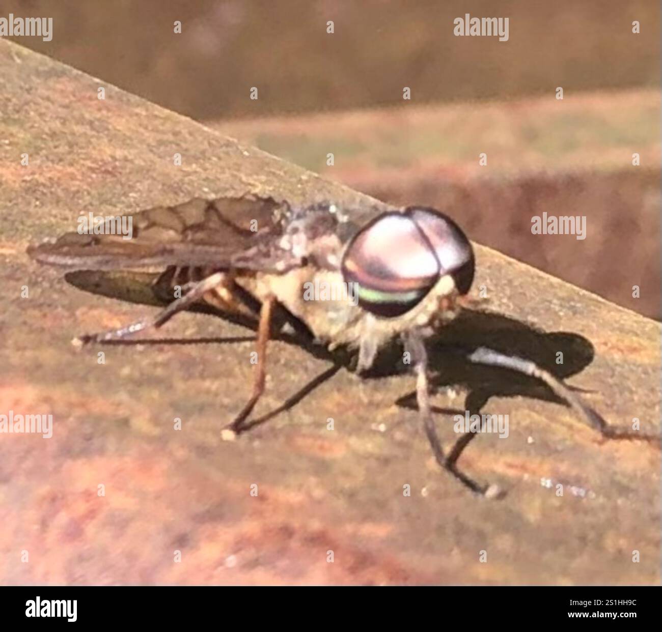 True Horse Flies (Tabanus Stock Photo - Alamy
