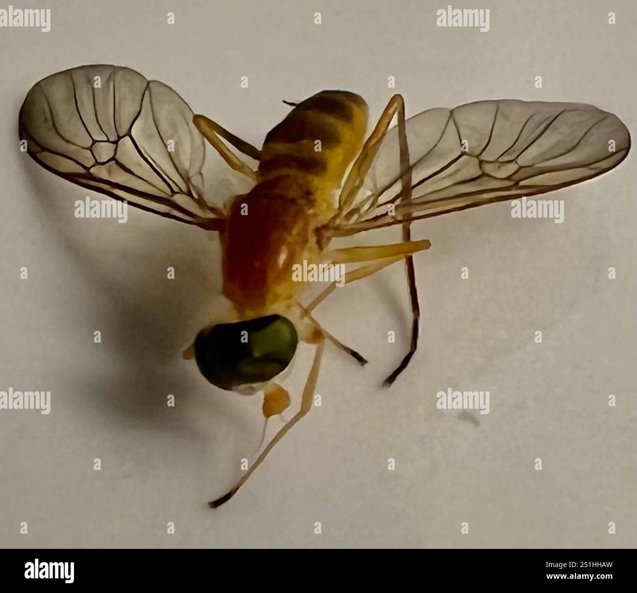 Compost Fly (Ptecticus trivittatus Stock Photo - Alamy