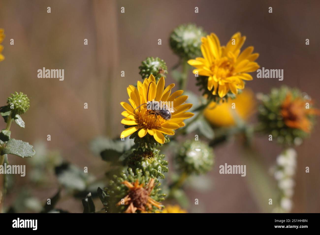Longhorn Bees (Eucerini Stock Photo - Alamy