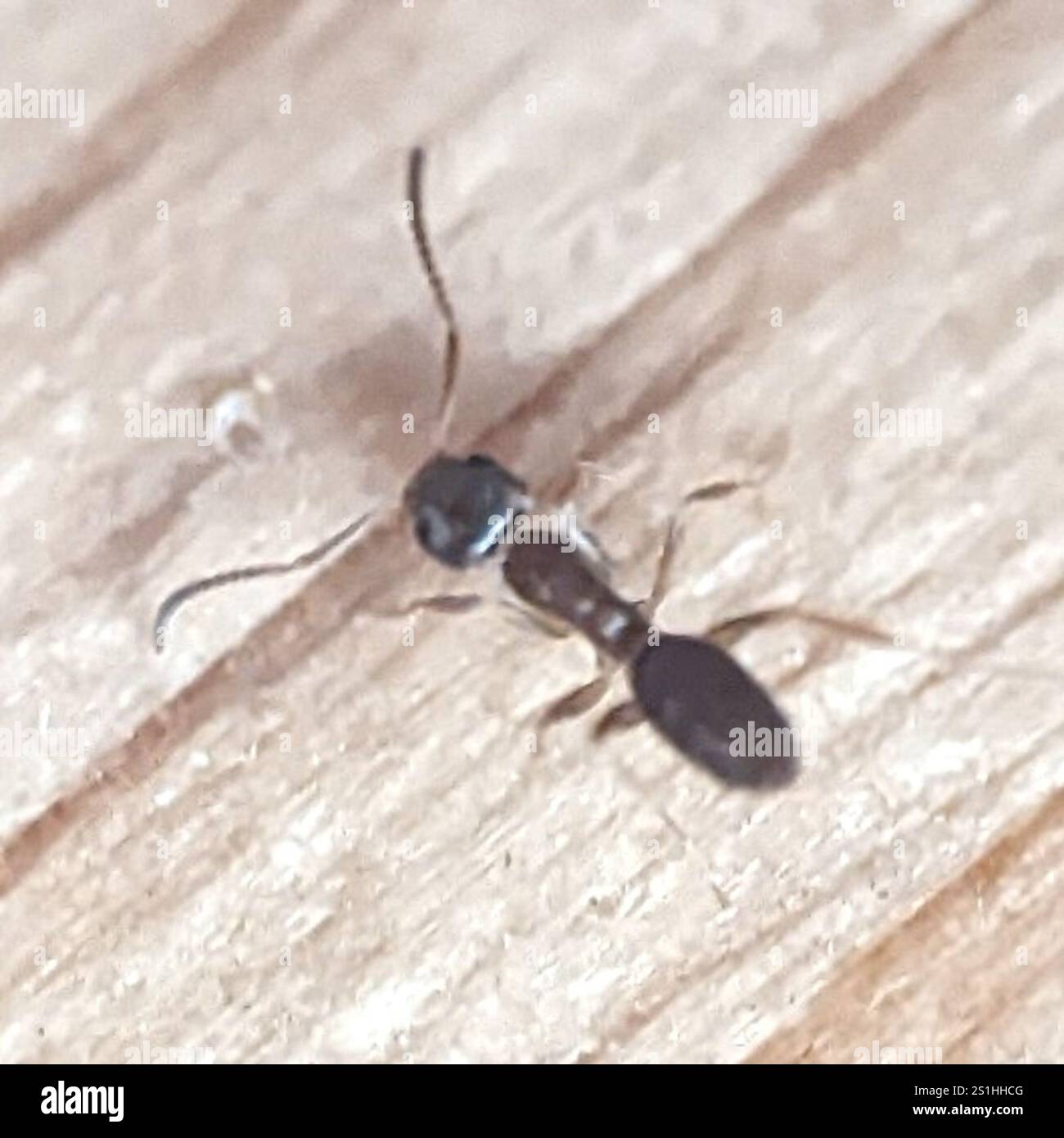 Odorous House Ant (Tapinoma sessile Stock Photo - Alamy