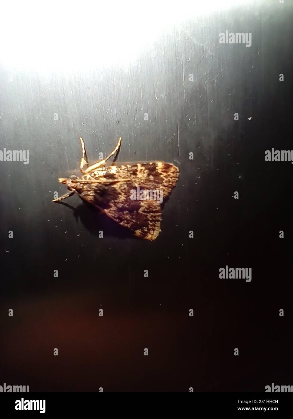 Stored grain moth (Aglossa caprealis Stock Photo - Alamy