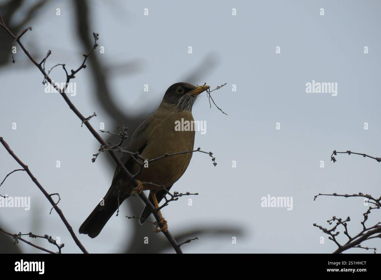 Austral Thrush (Turdus falcklandii Stock Photo - Alamy