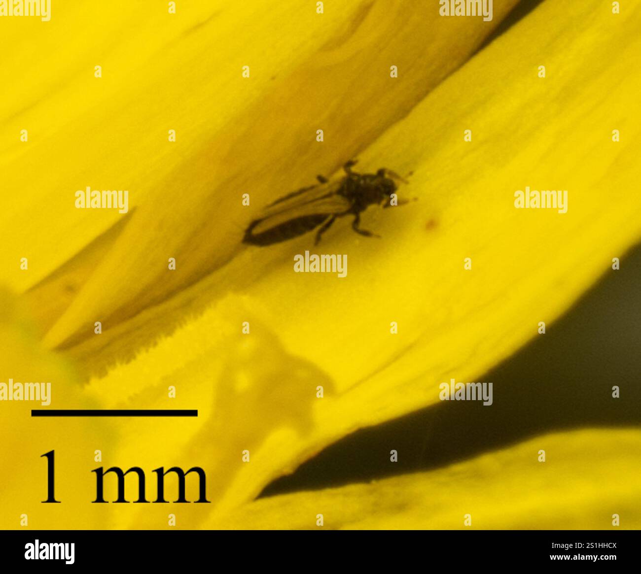 Common Thrips (Thripidae Stock Photo - Alamy