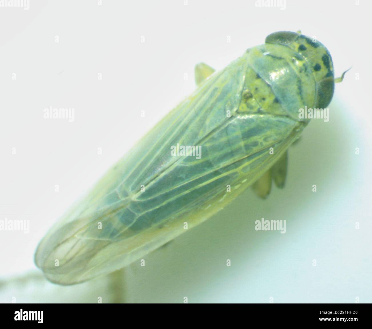 Aster Leafhopper (Macrosteles quadrilineatus Stock Photo - Alamy