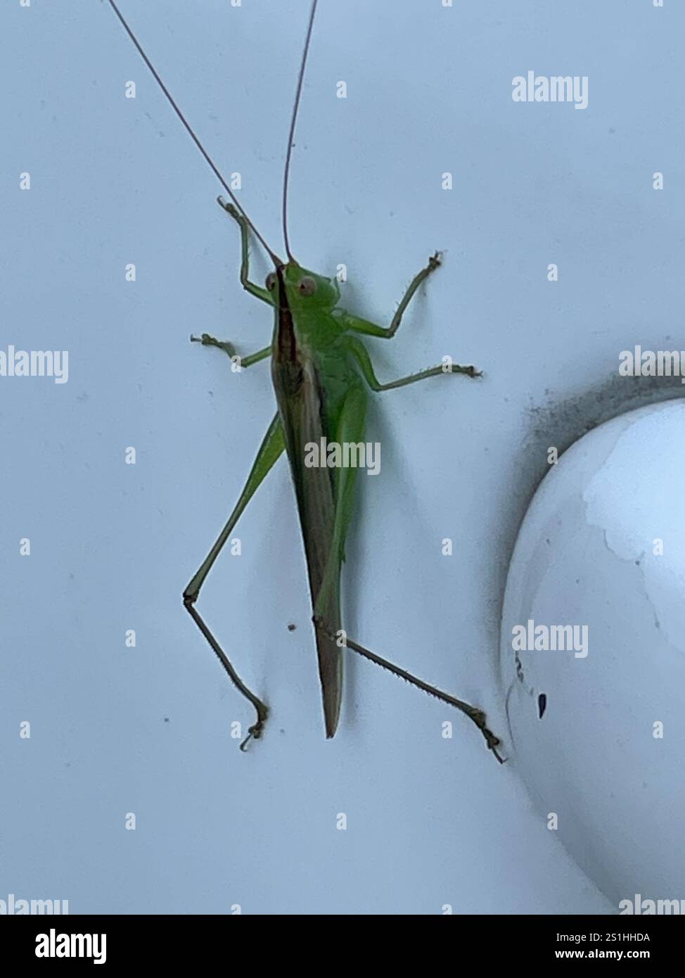 Lesser Meadow Katydids (Conocephalus Stock Photo - Alamy