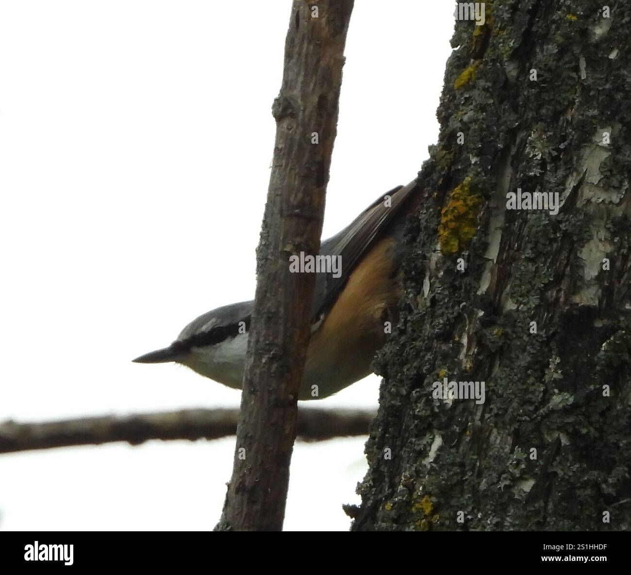 Sitta europaea amurensis hi-res stock photography and images - Alamy