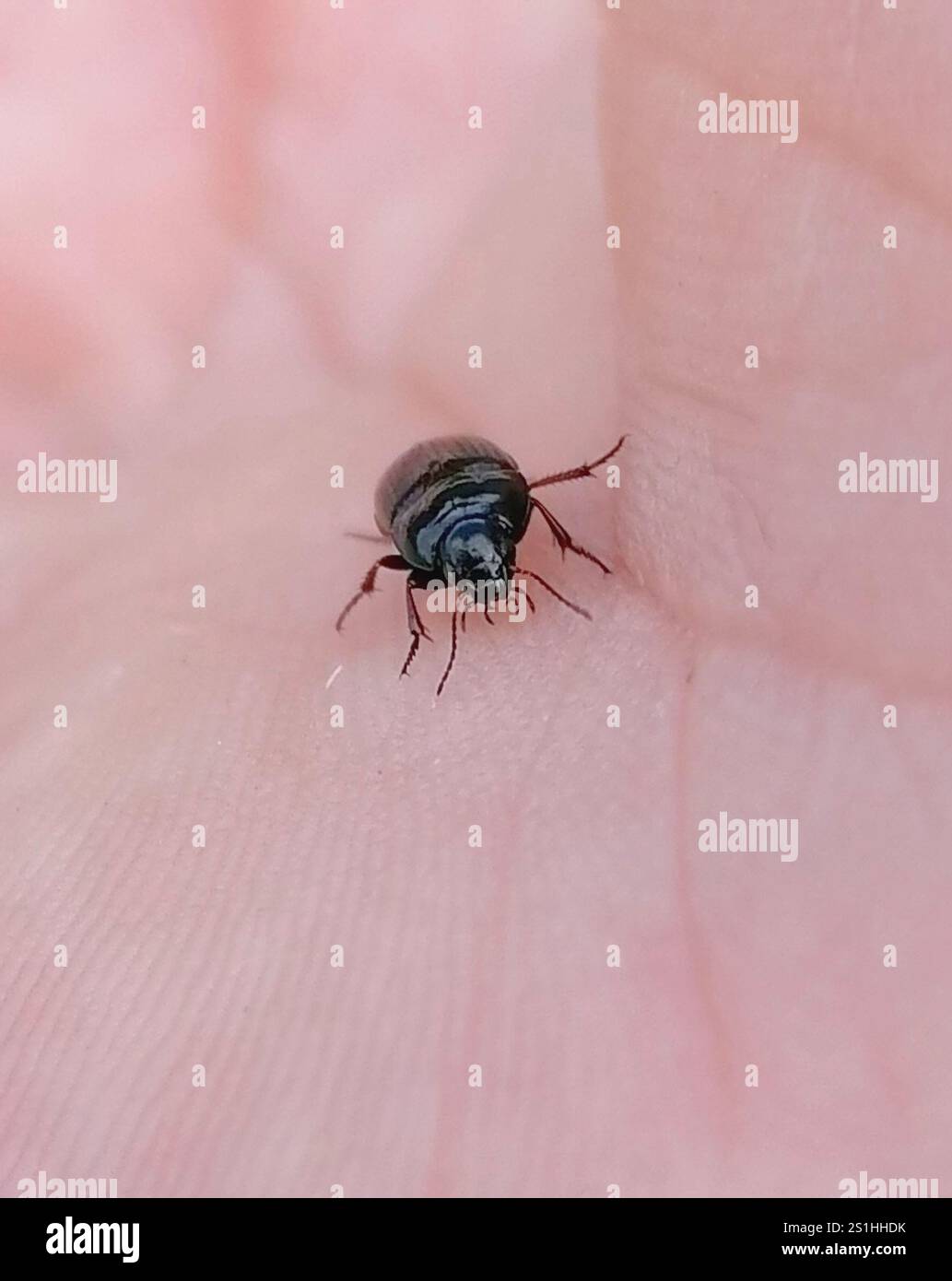 Sun Beetles (Amara Stock Photo - Alamy