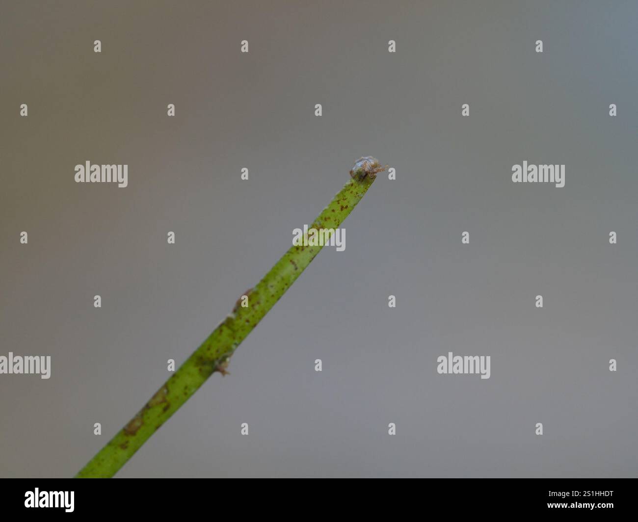 Narrowleaf Seagrass (Halodule uninervis Stock Photo - Alamy